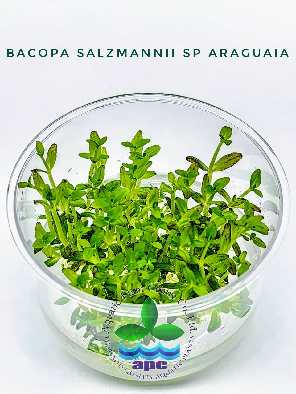 Vitro in CUP (TC): Bacopa Salzmannii SP Araguaia