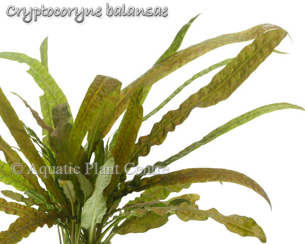 Cryptocoryne: Cryptocoryne balansae