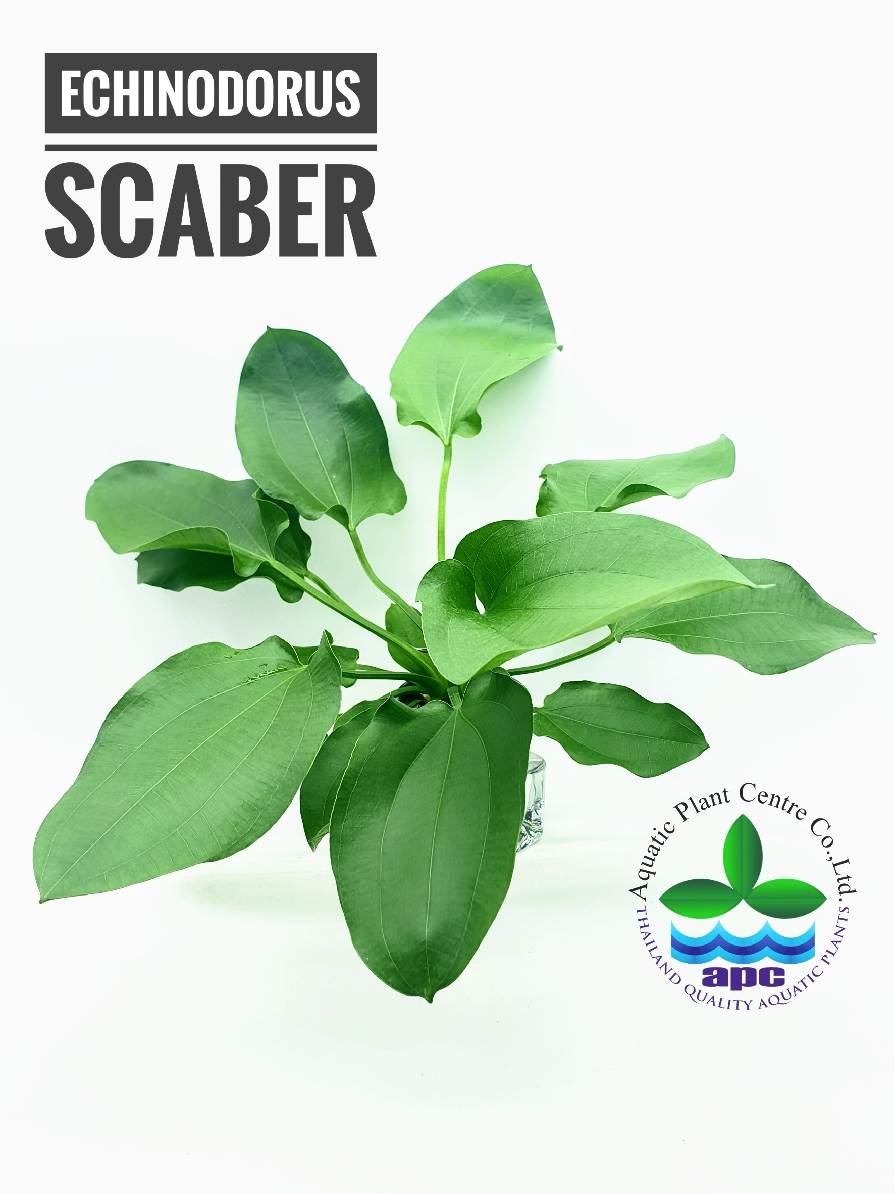 Echinodorus: Echinodorus Scaber