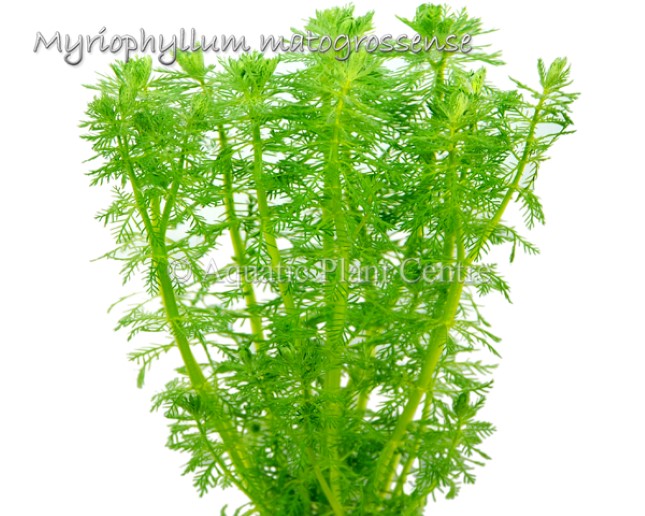 Myriophyllum: Myriophyllum Matogrossense